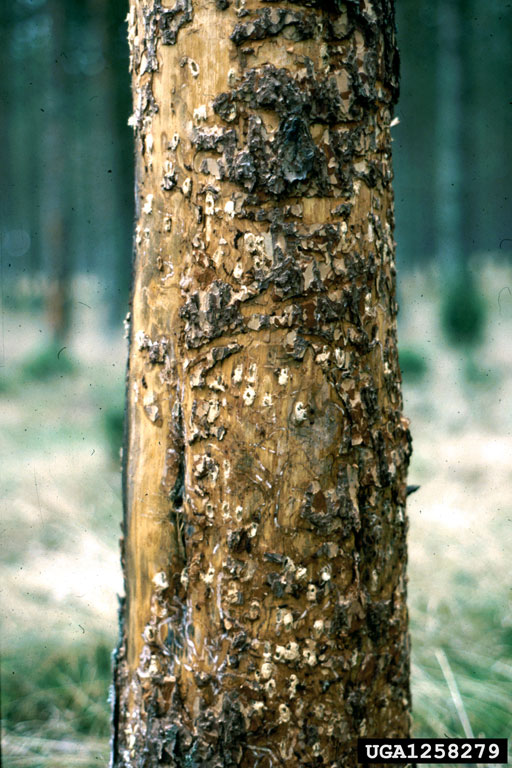 Pissodes weevil (Pissodes pini (Linnaeus, 1758))