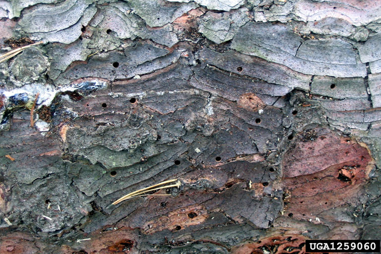 European spruce bark beetle (Ips typographus (Linnaeus, 1758))