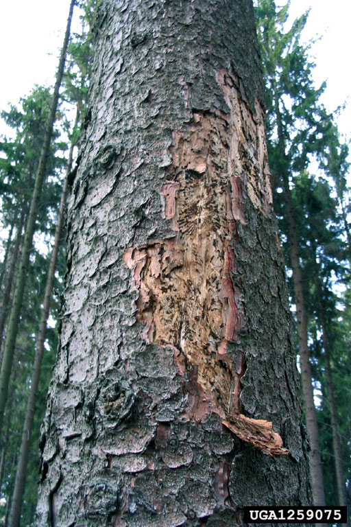 European spruce bark beetle (Ips typographus (Linnaeus, 1758))