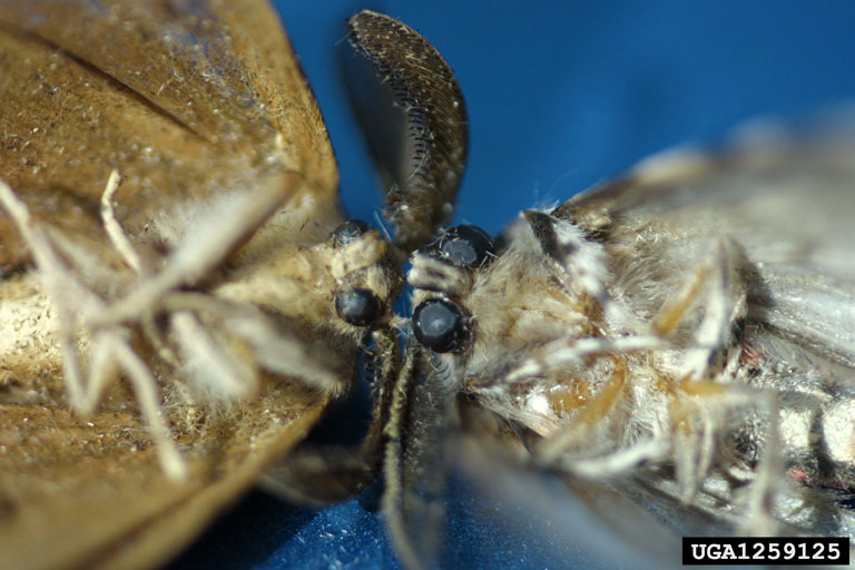 nun moth (Lymantria monacha (Linnaeus))