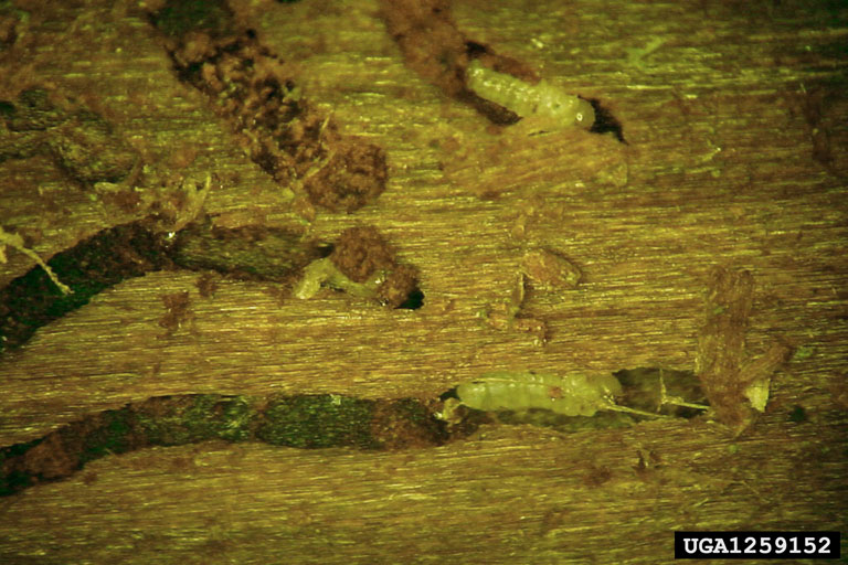 six-toothed spruce bark beetle (Pityogenes chalcographus)
