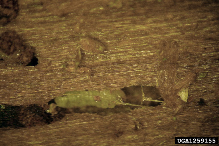 six-toothed spruce bark beetle (Pityogenes chalcographus)