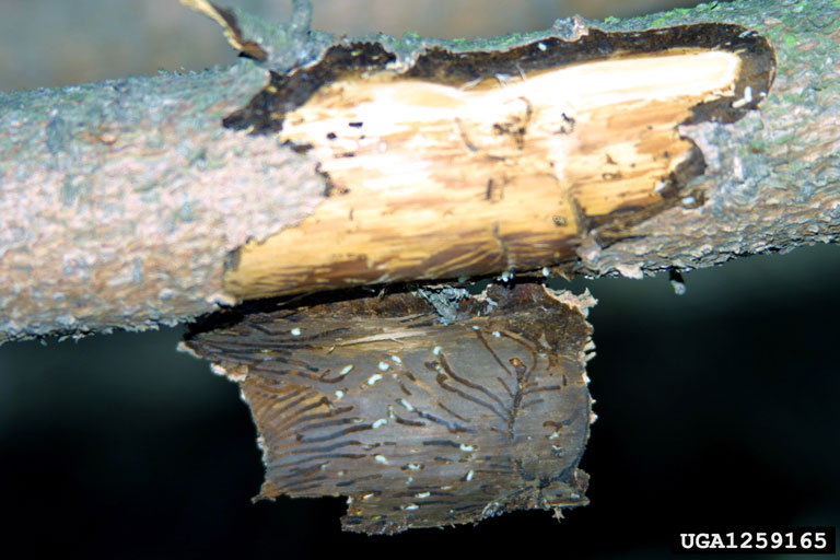 six-toothed spruce bark beetle (Pityogenes chalcographus (Linnaeus, 1761))