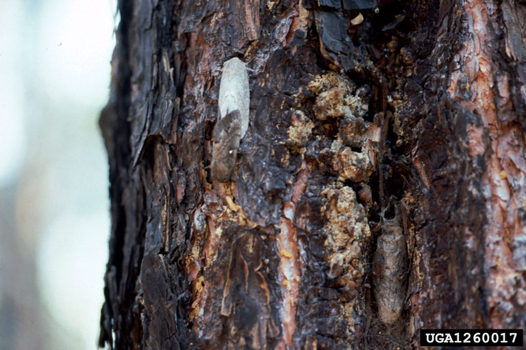 Pine-tree lappet (Dendrolimus pini (Linnaeus))