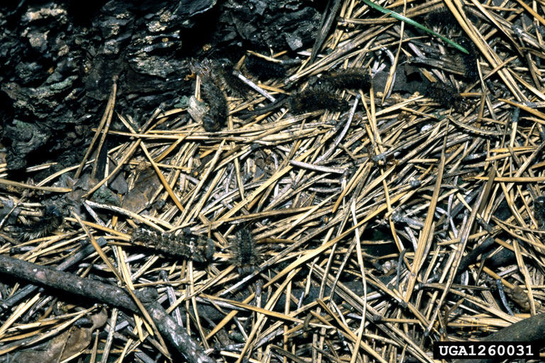 nun moth (Lymantria monacha)