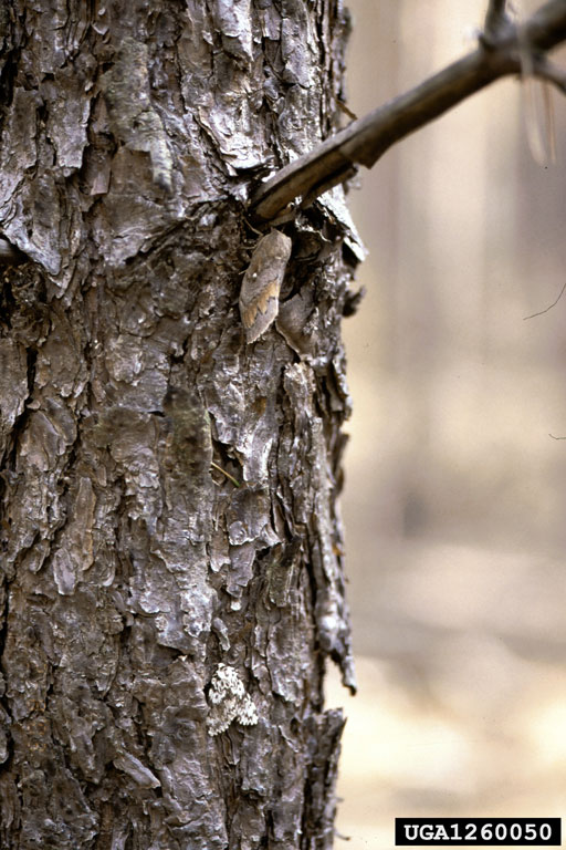 Pine-tree lappet (Dendrolimus pini (Linnaeus))