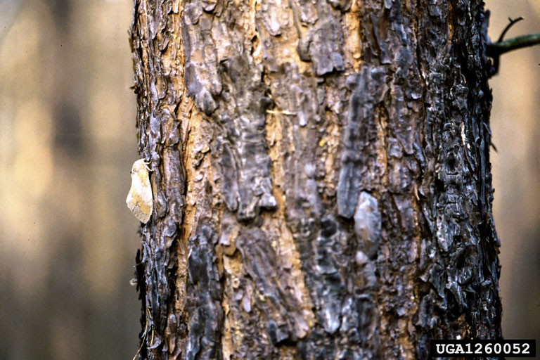 Pine-tree lappet (Dendrolimus pini (Linnaeus))