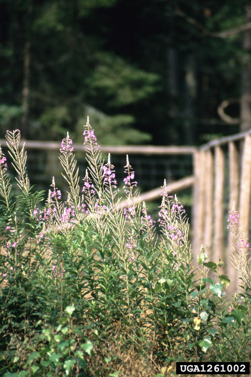 fireweed (Chamerion angustifolium)