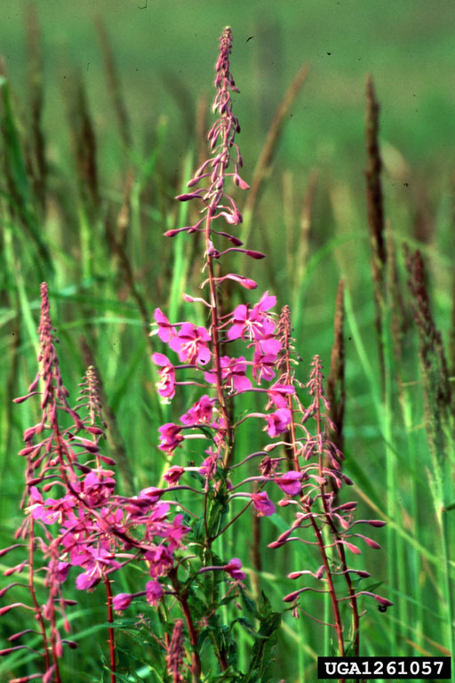 fireweed, Chamerion angustifolium (Myrtales: Onagraceae) - 1261057