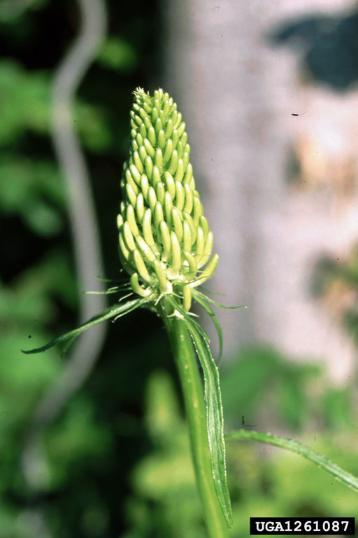 spiked rampion (Phyteuma spicatum L.)