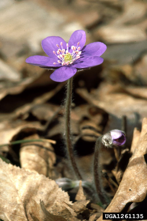 hepatica (Hepatica nobilis Schreb.)