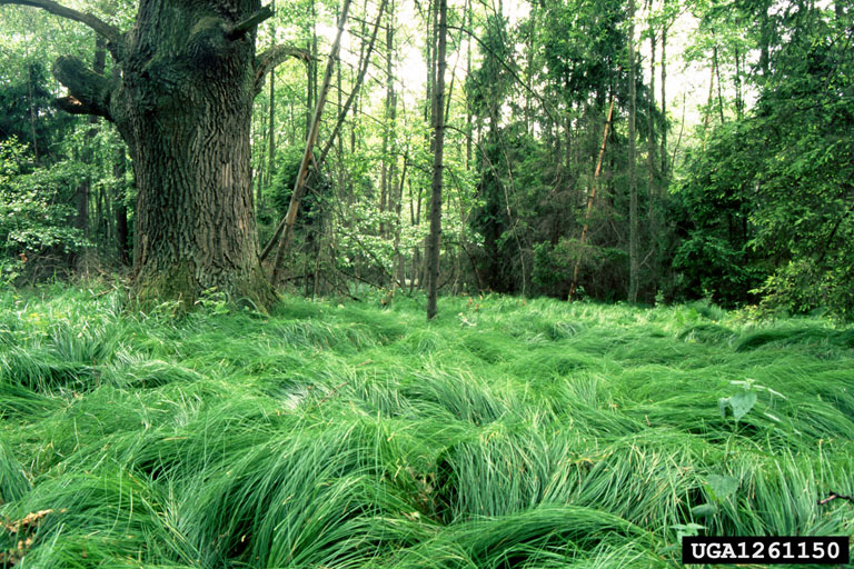 wood bluegrass (Poa nemoralis)
