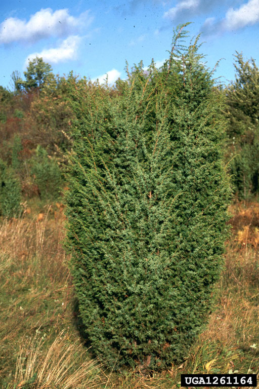 common juniper (Juniperus communis L.)