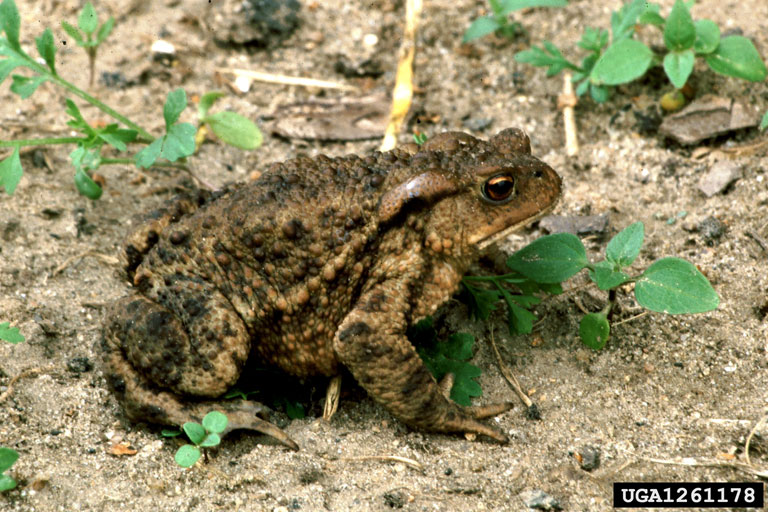 common toad (Bufo bufo)