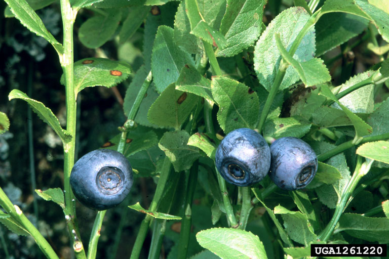 whortleberry (Vaccinium myrtillus L.)