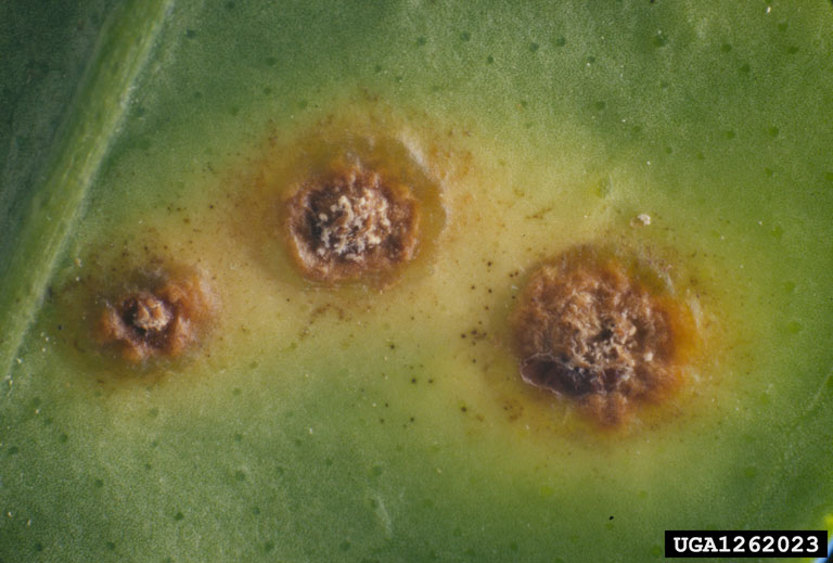 citrus canker (Xanthomonas citri (ex Hasse 1915) Gabriel et al. 1989)