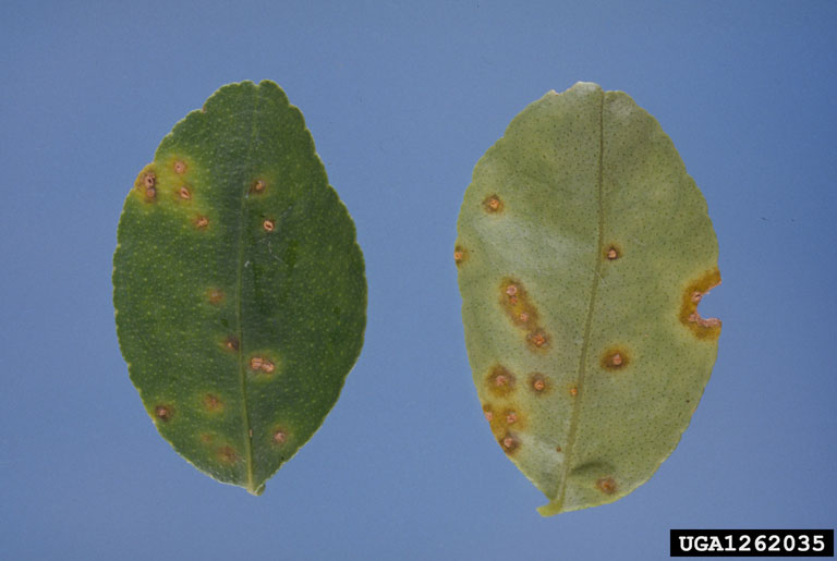 citrus canker (Xanthomonas citri)