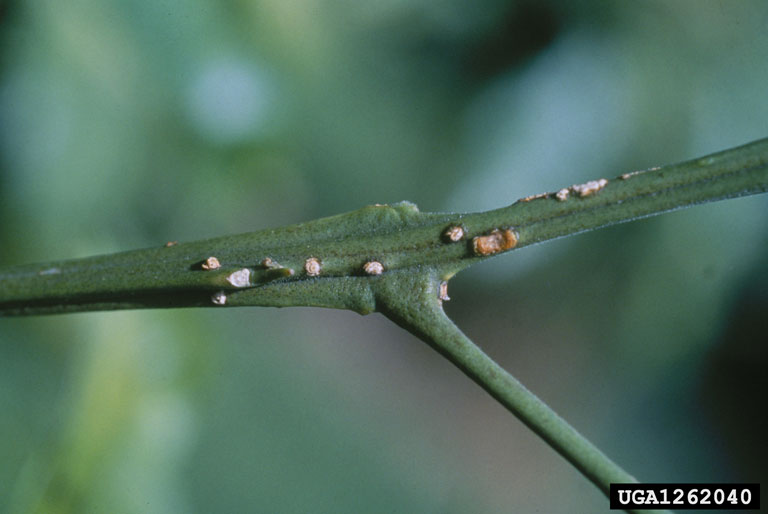 Xanthomonas Citri Citrus Canker (Xanthomonas Citri (ex Hasse 1915)