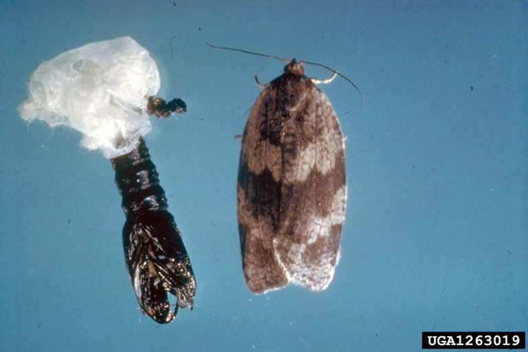 large aspen tortrix (Choristoneura conflictana (Walker))