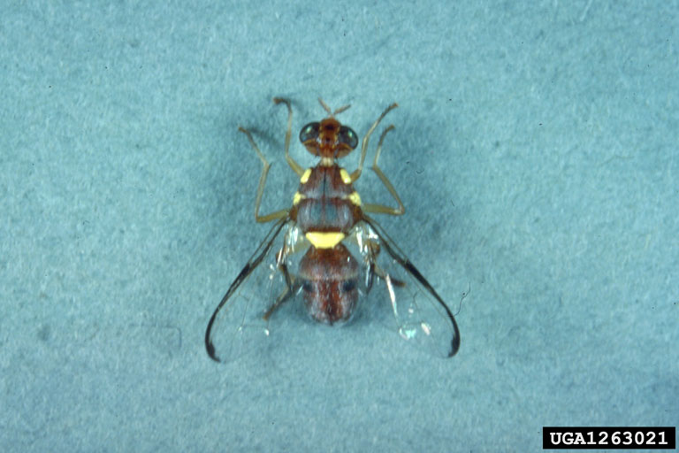 Ethiopian fruit fly, Dacus ciliatus (Diptera: Tephritidae) - 1263021