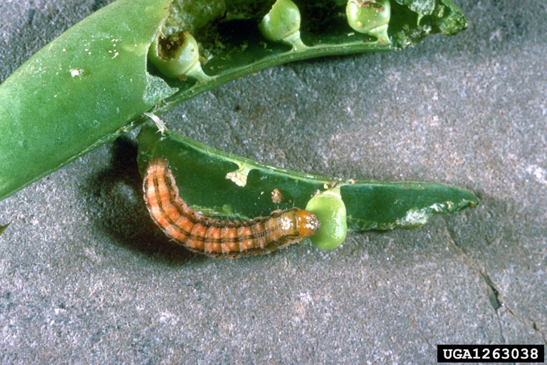 corn earworm, tomato fruitworm (Helicoverpa zea (Boddie))