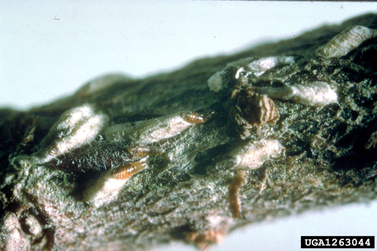 Japanese maple scale (Lopholeucaspis japonica)