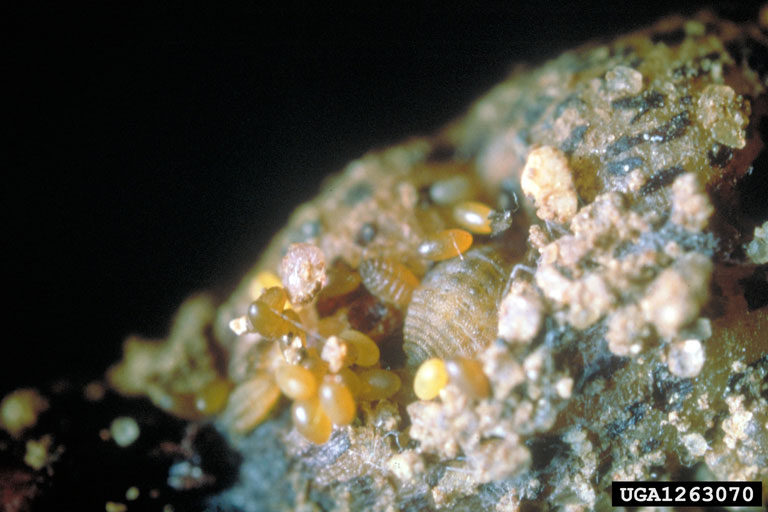 Grapevine phylloxera, vine louse (Phylloxera vitifoliae (Fitch))