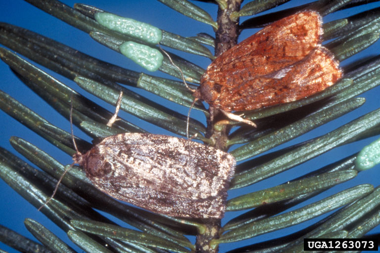 spruce budworm (Choristoneura fumiferana (Clemens, 1865))