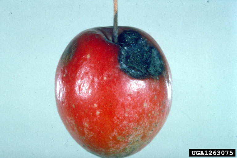 Alternaria blotch of apple (Alternaria mali Roberts)