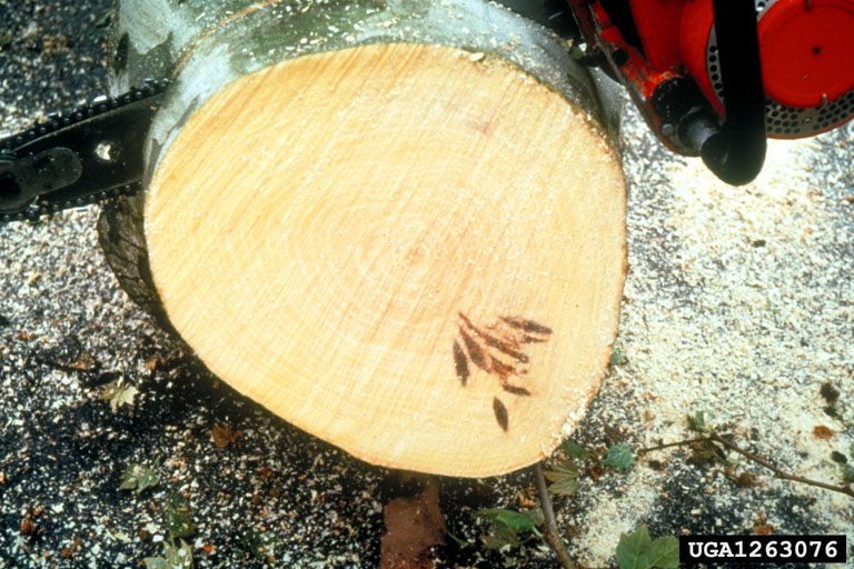 Ceratocystis canker - stain of sycamore (Ceratocystis fimbriata f.sp ...
