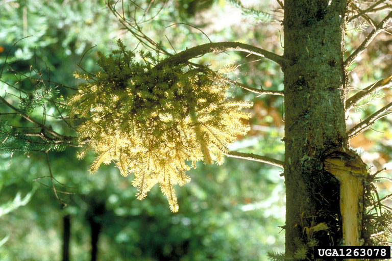 spruce broom rust (Chrysomyxa arctostaphyli Dietel)