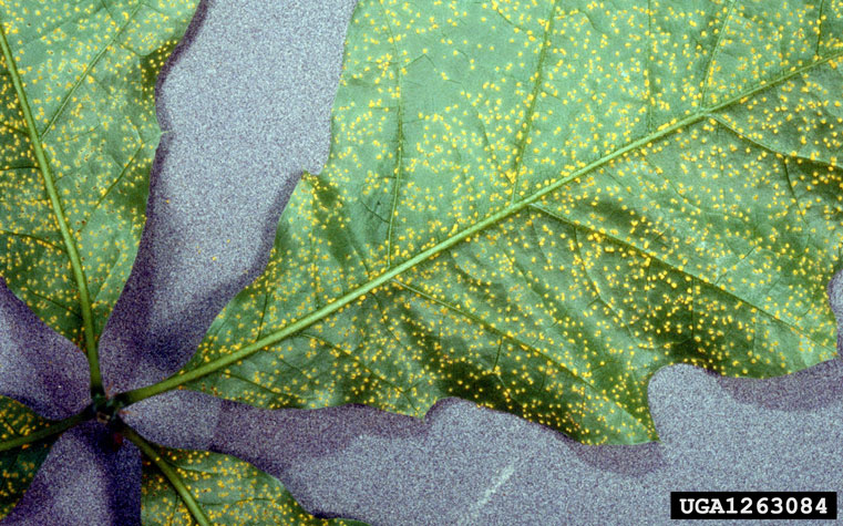 eastern pine gall rust (Cronartium quercuum)