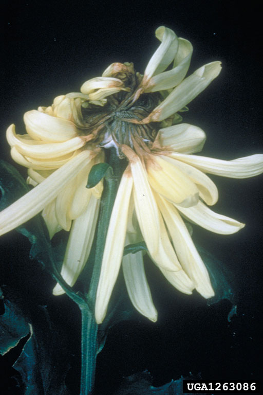 ray (flower) blight of chrysanthemum (Didymella ligulicola)