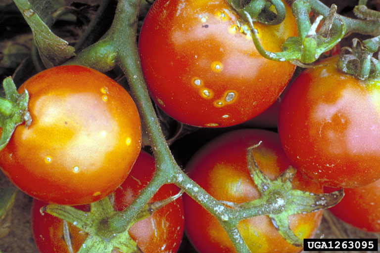 bacterial canker and wilt of tomato (Clavibacter michiganensis ssp ...
