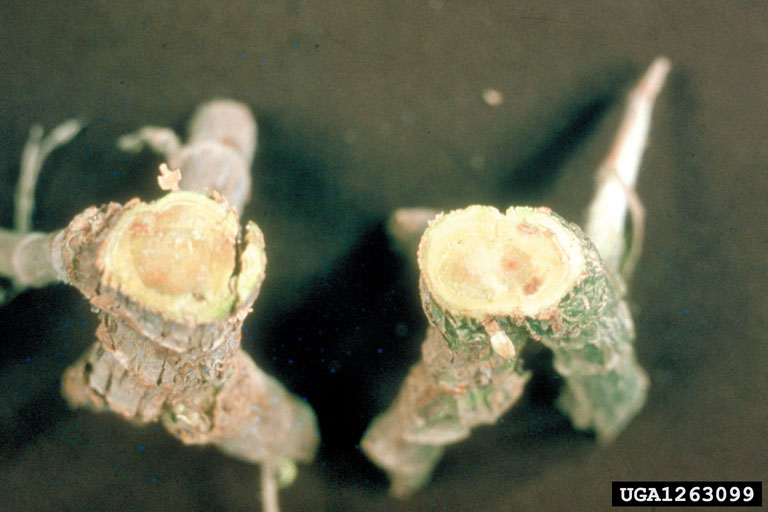 bacteria wilt and soft rot (Dickeya chrysanthemi)