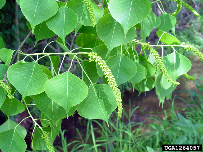 Chinese tallowtree (Triadica sebifera (L.) Small)