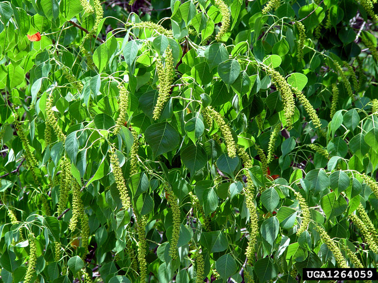 Chinese tallowtree (Triadica sebifera (L.) Small)