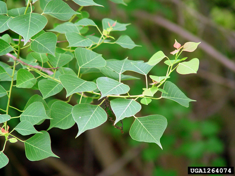 Chinese tallowtree (Triadica sebifera (L.) Small)