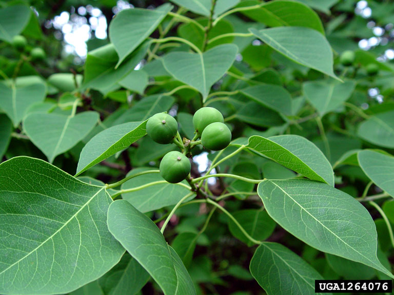 Chinese tallowtree (Triadica sebifera (L.) Small)