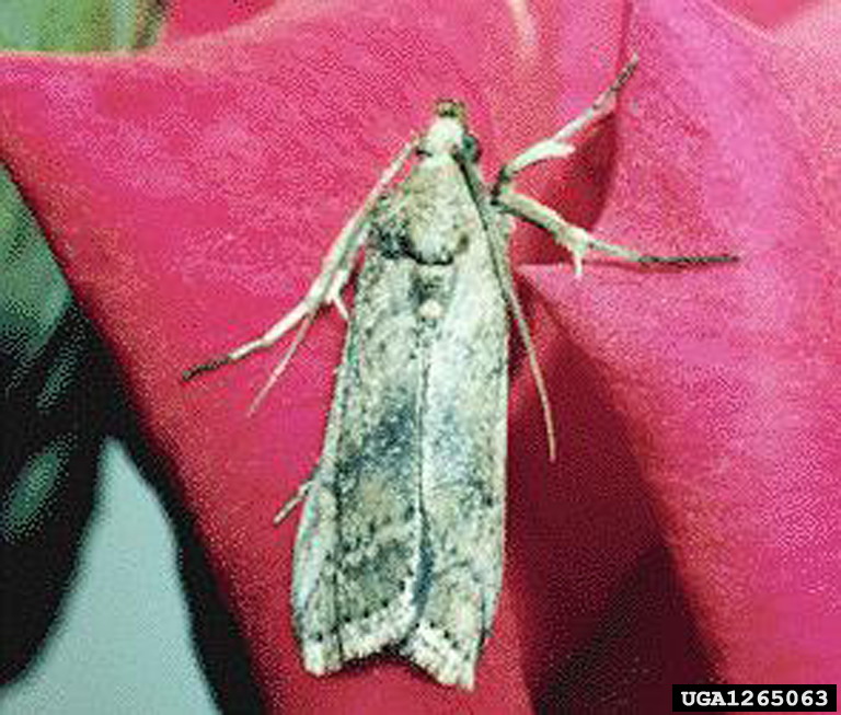 cactus moth (Cactoblastis cactorum (Berg))