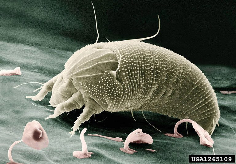 Canada thistle rust mite (Aceria anthocoptes (Nalepa, 1889))