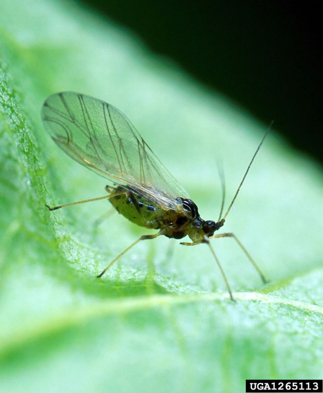 plum pox virus (PPV) (Potyvirus Plum pox virus)