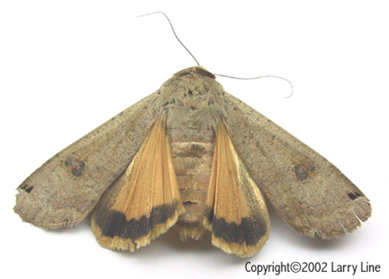 Winter cutworm, large yellow underwing (Noctua pronuba (Linnaeus))