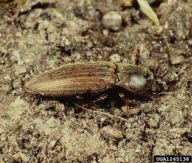 lined click beetle (Agriotes lineatus)