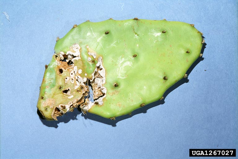 cactus moth (Cactoblastis cactorum (Berg))