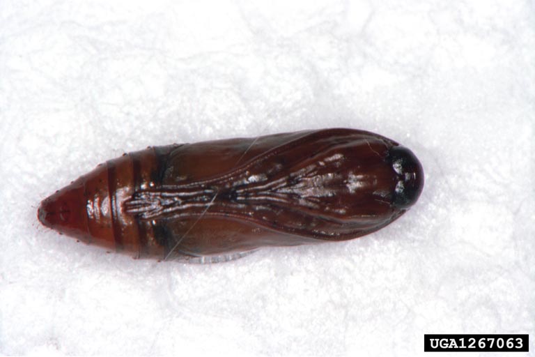 cactus moth (Cactoblastis cactorum)