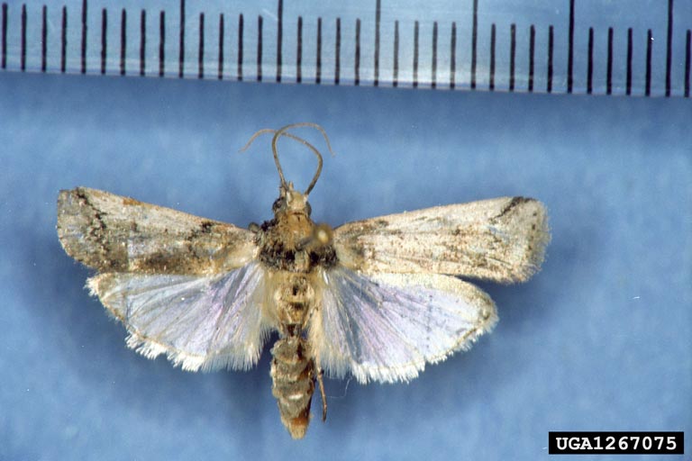 cactus moth (Cactoblastis cactorum (Berg))