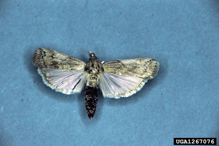 cactus moth (Cactoblastis cactorum)