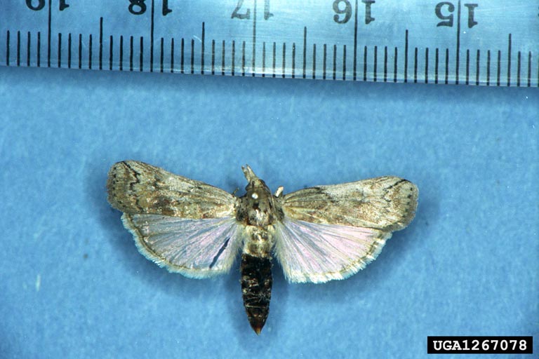 cactus moth (Cactoblastis cactorum)