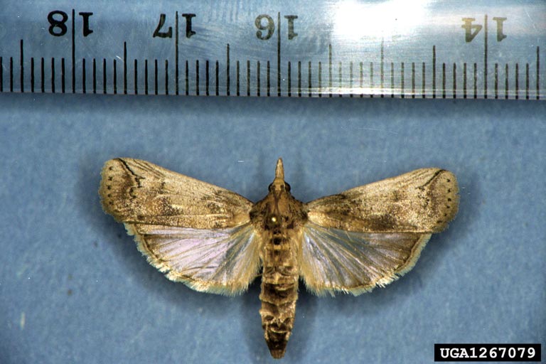 cactus moth (Cactoblastis cactorum)